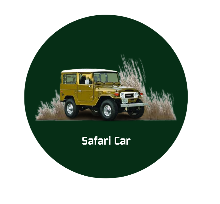 La Safari Car | Genially