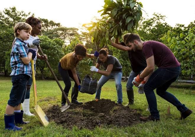 plant a tree | Genially