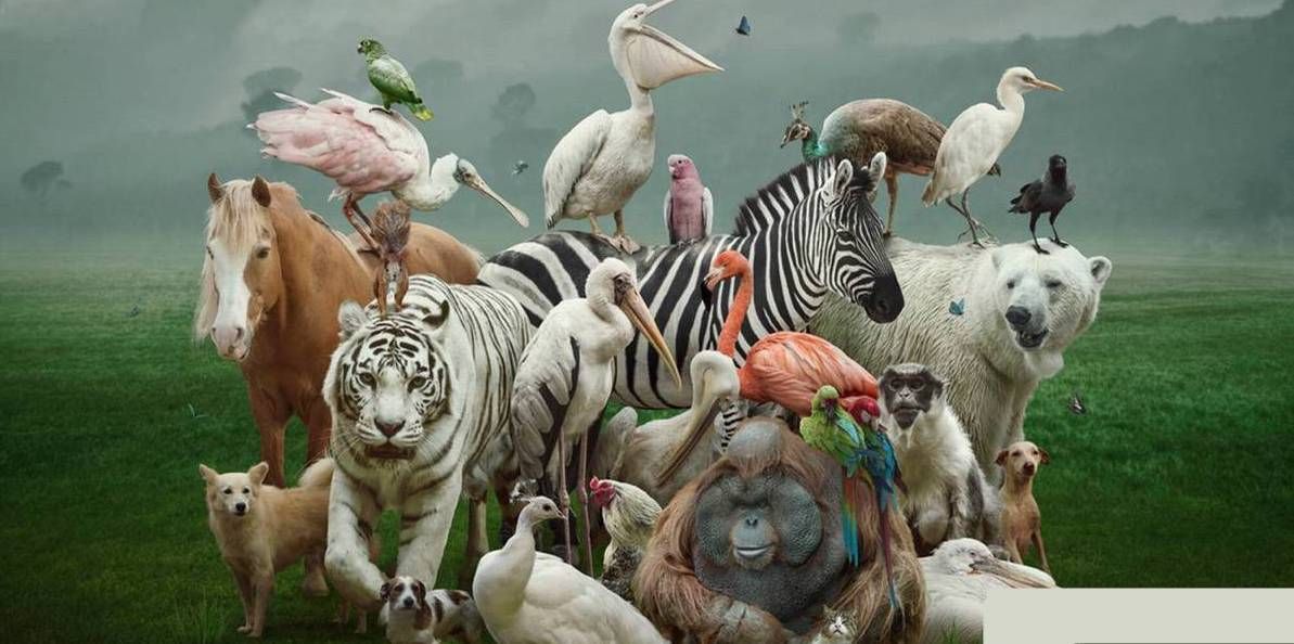 ANIMALS EVERYWHERE | Genially
