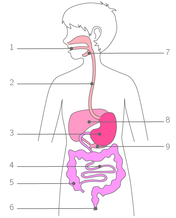 Le système digestif | Genially