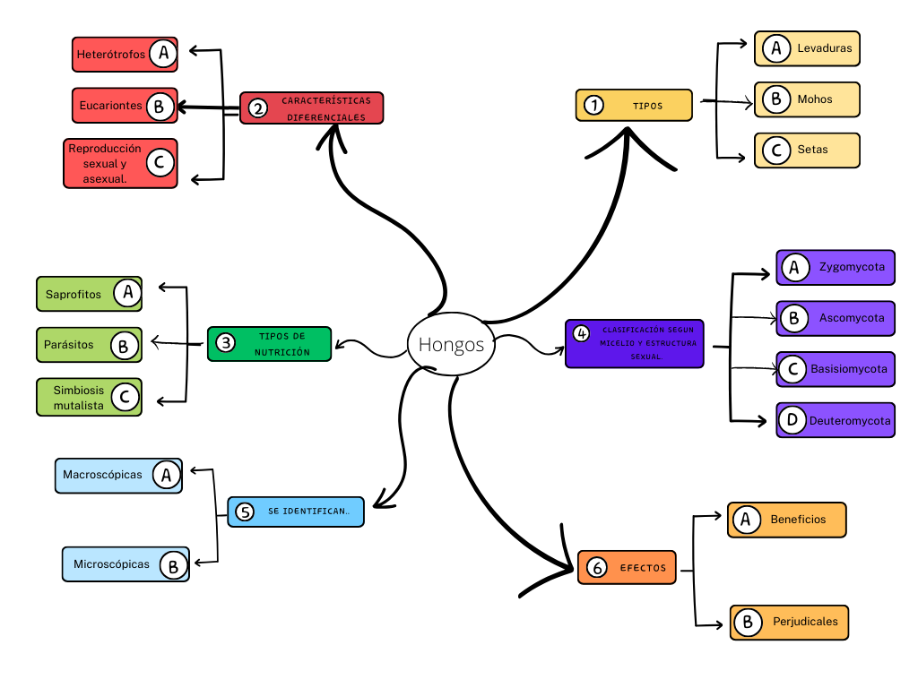 Mapa Hongos | Genially