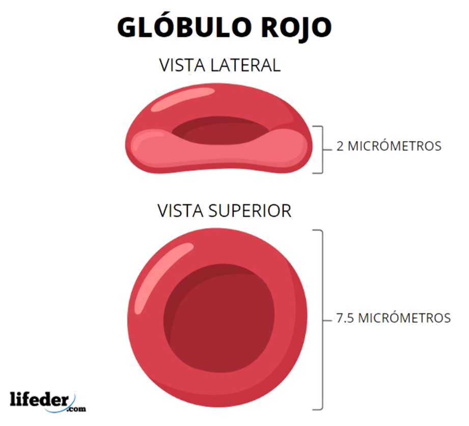 Glóbulo rojo | Genially