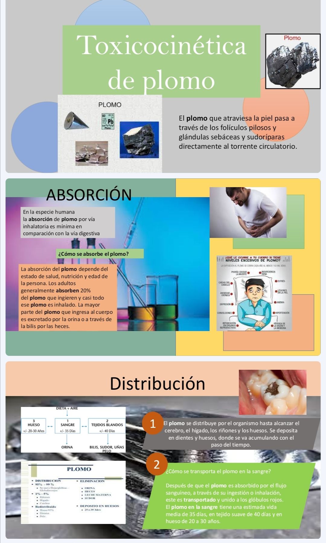 toxicocinetica del plomo y bisfenol | Genially