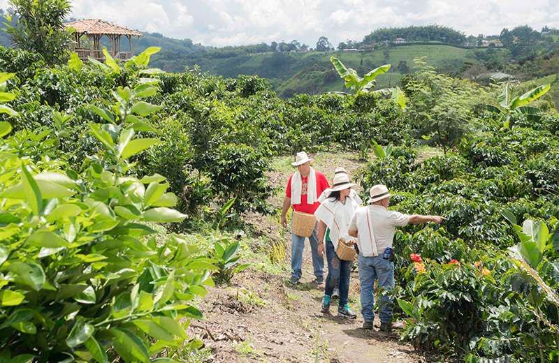 FAST GUIDE - MANIZALES