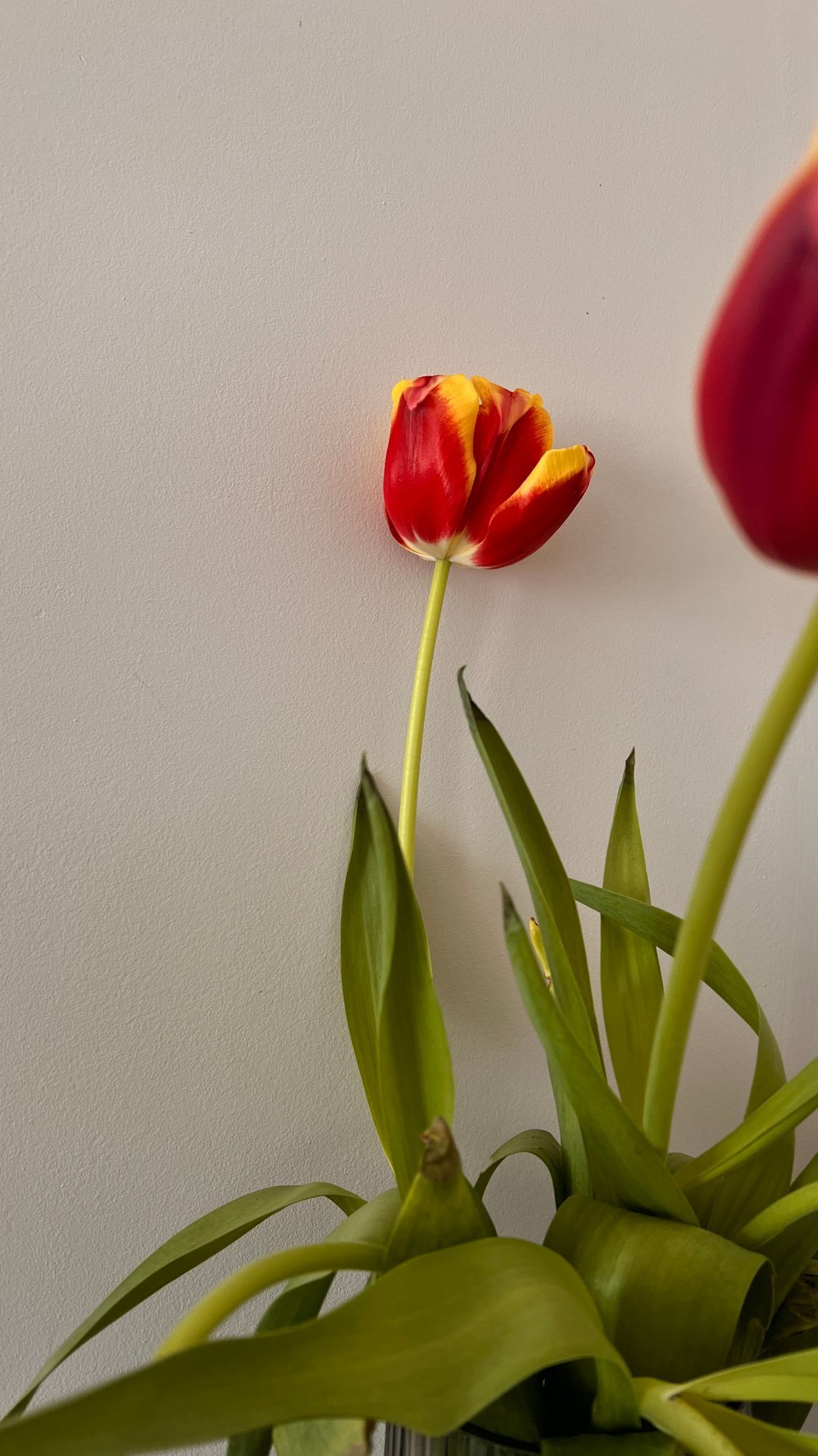 Dobble Spring | Genially