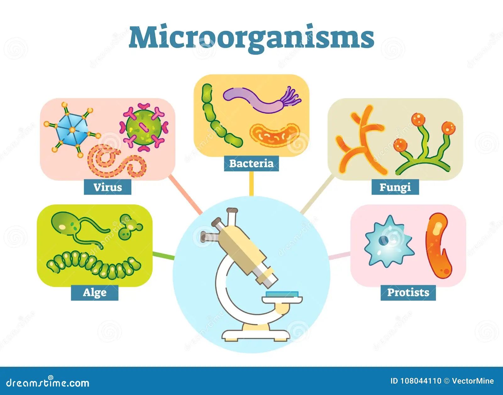 INFOGRAFÍA LOS MICROORGANISMOS | Genially