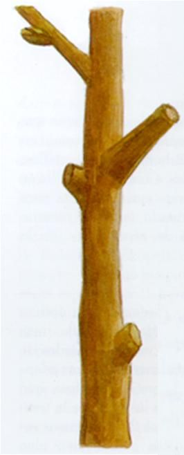 MAPA MENTAL LAS PLANTAS Y SUS PARTES