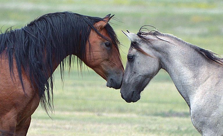 Ciclo estral yegua | Genially