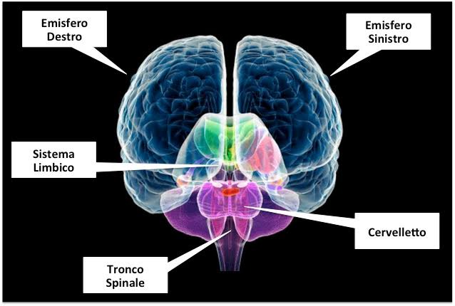 INFOGRAFIA DEL SISTEMA LIMBICO | Genially