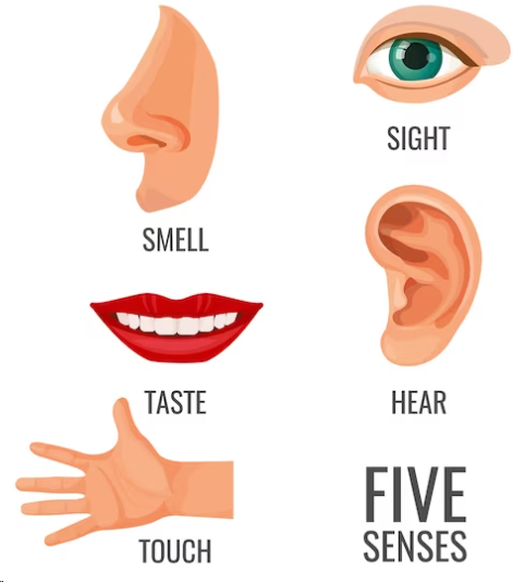 Sensory Verbs Game | Genially