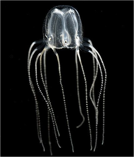 Reproducción Cnidarios | Genially