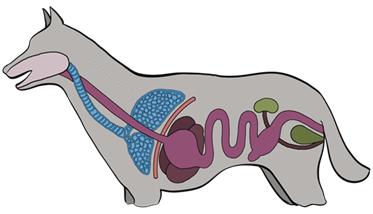 Órganos linfoides del perro | Genially