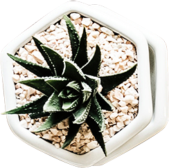 Workshop_CdC | Genially