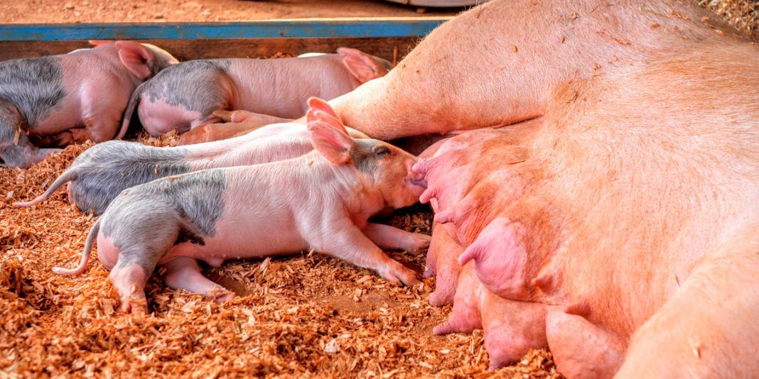 Aparato reproductor cerda | Genially