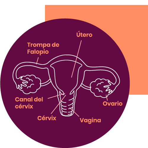 SISTEMA REPRODUCTOR FEMENINO