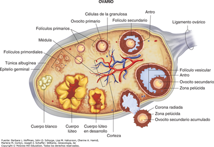 Masas anexiales | Genially