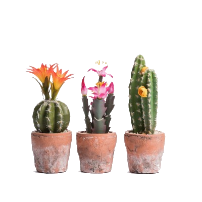 LS1 Virtual Library | Genially