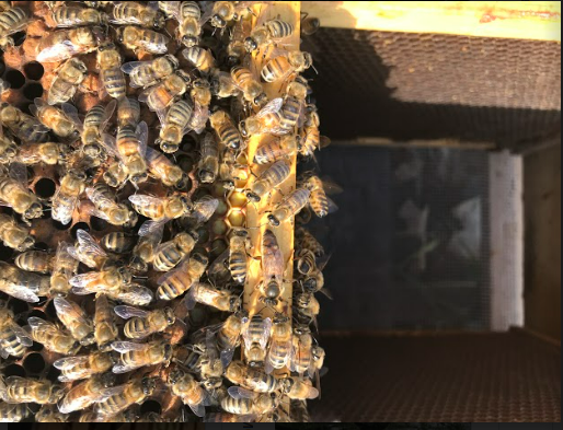 Find the queen Bee -WHAT'S BEHIND?