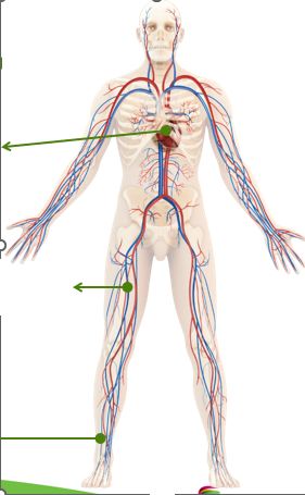 Sistema cardiovascular | Genially