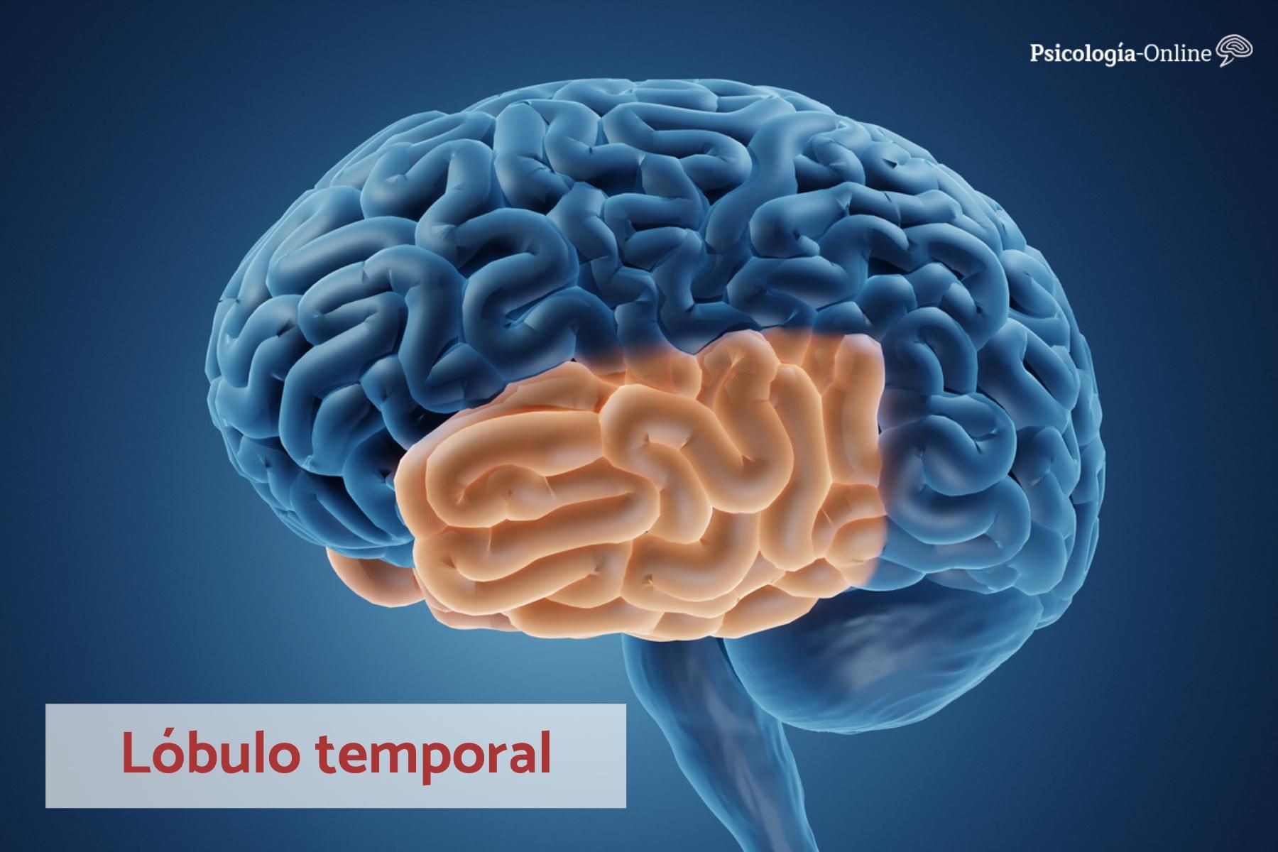 INFOGRAFIA LOBULOS CEREBRALES | Genially
