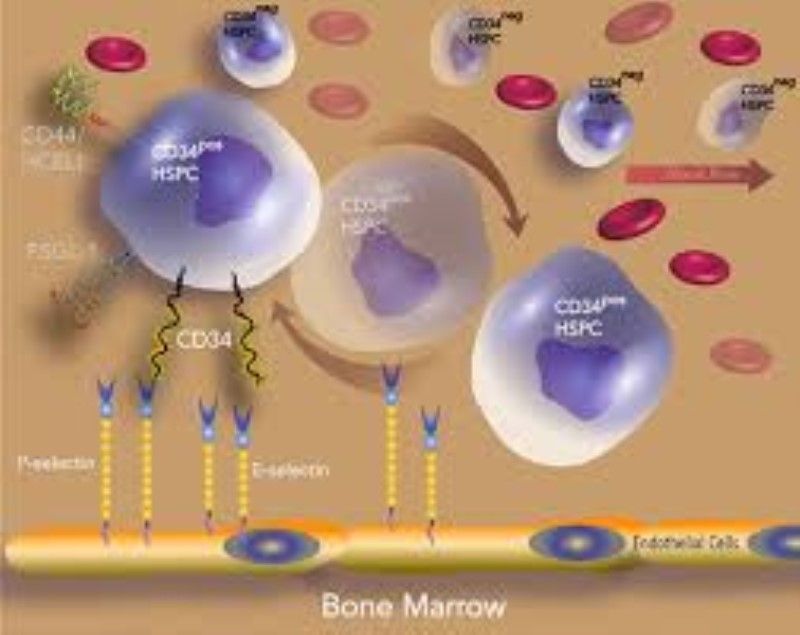 ANTIGENO CD34 | Genially