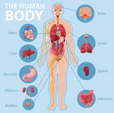 NAT. SC. 3º UNIT 1 - THE HUMAN BODY (PART 1) | Genially
