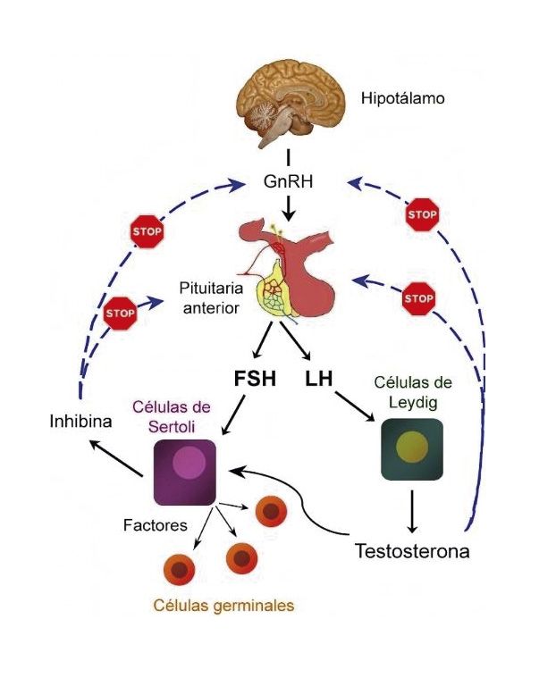 Mapa Mental_ Eje Hipotálamo-Hipófisis-Gónadas | Genially
