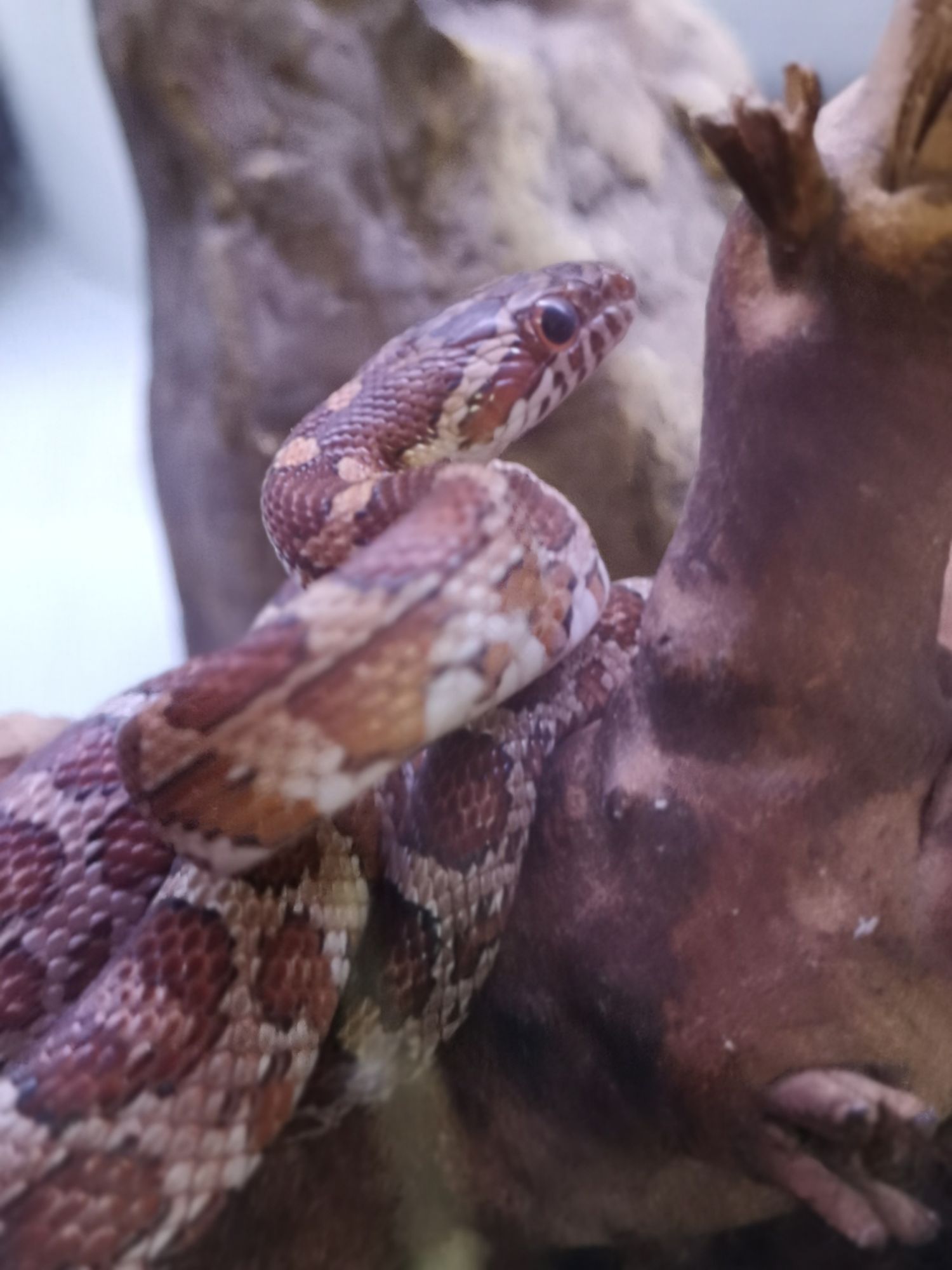 Mappemonde interactive