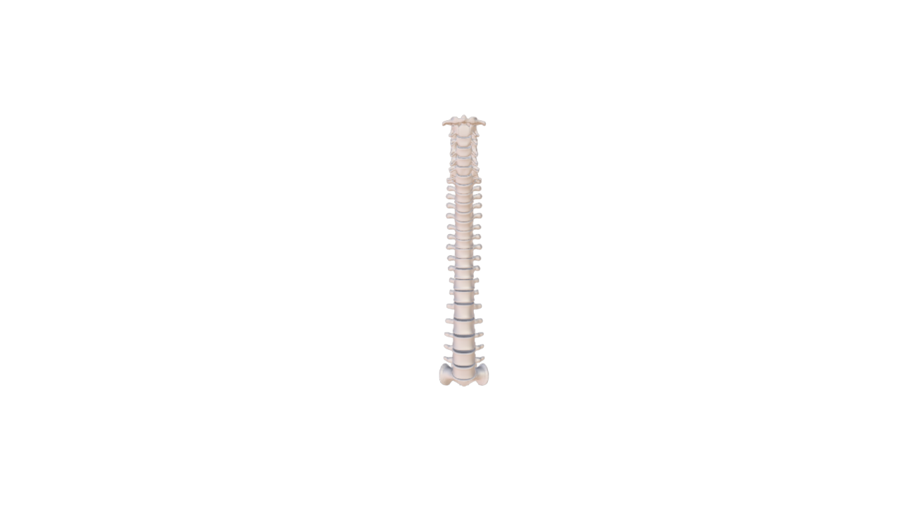 SPINAL CORD