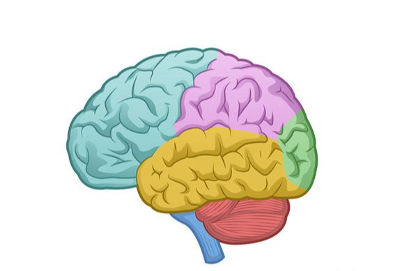 El cerebro y sus funciones