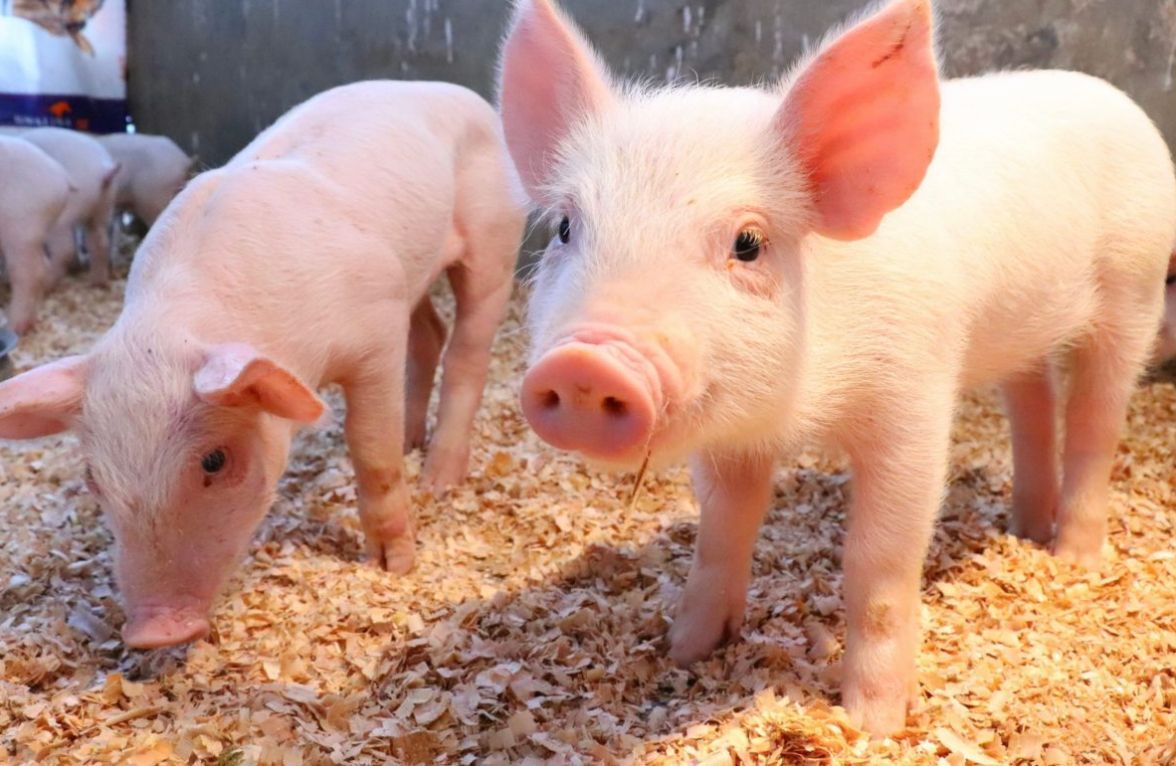 Ev 1. Inspección de la Piara | Genially