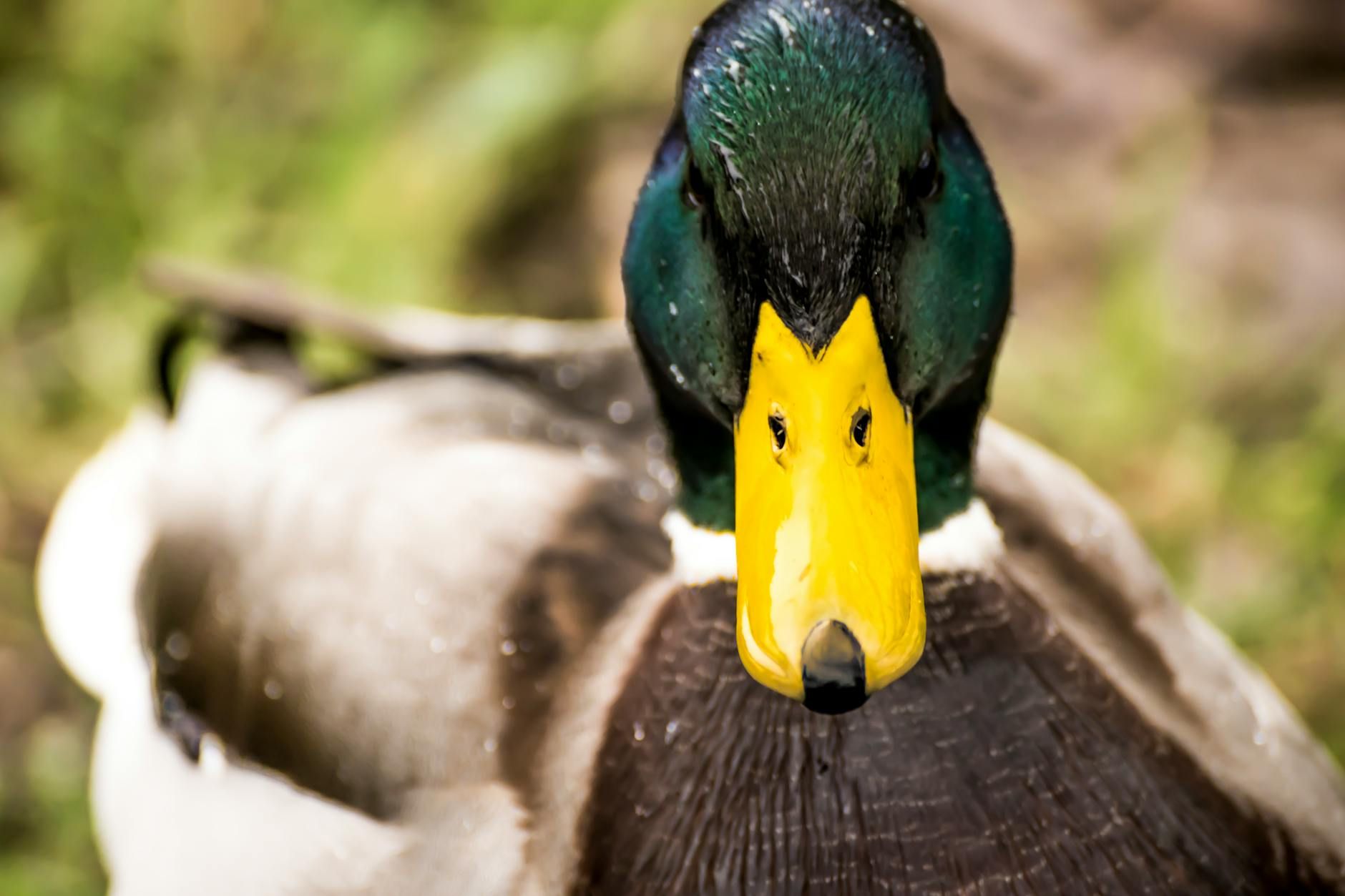 Animals everywhere | Genially