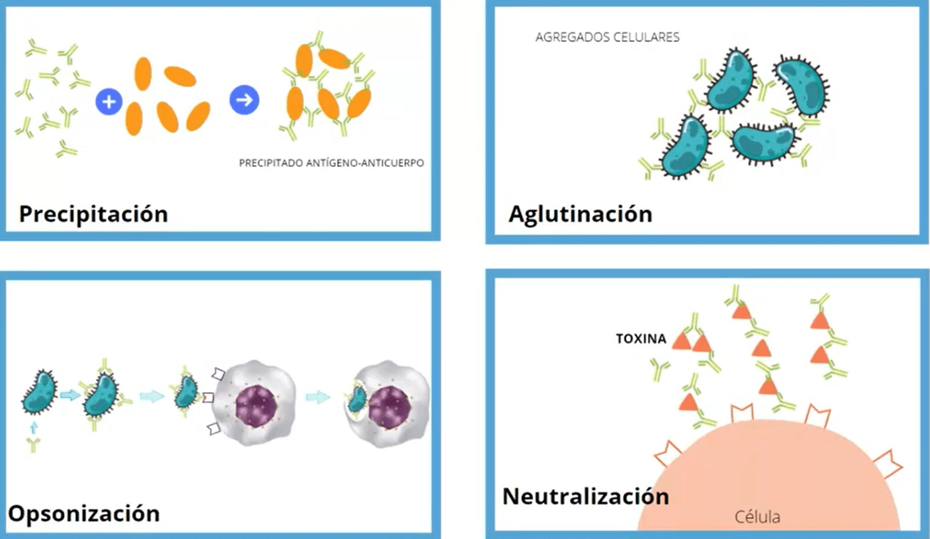 Reacción De Precipitación De Antígeno Y Anticuerpo