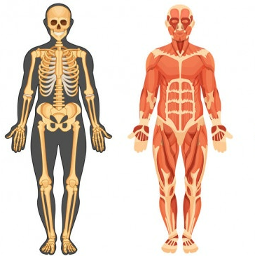 our locomotor system