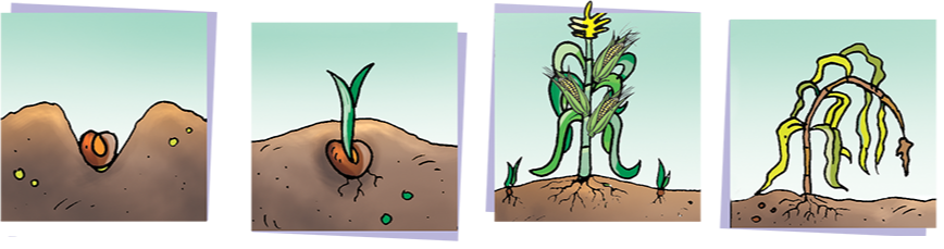 CICLO DE VIDA DE LAS PLANTAS