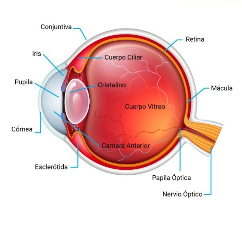 visión y oido | Genially