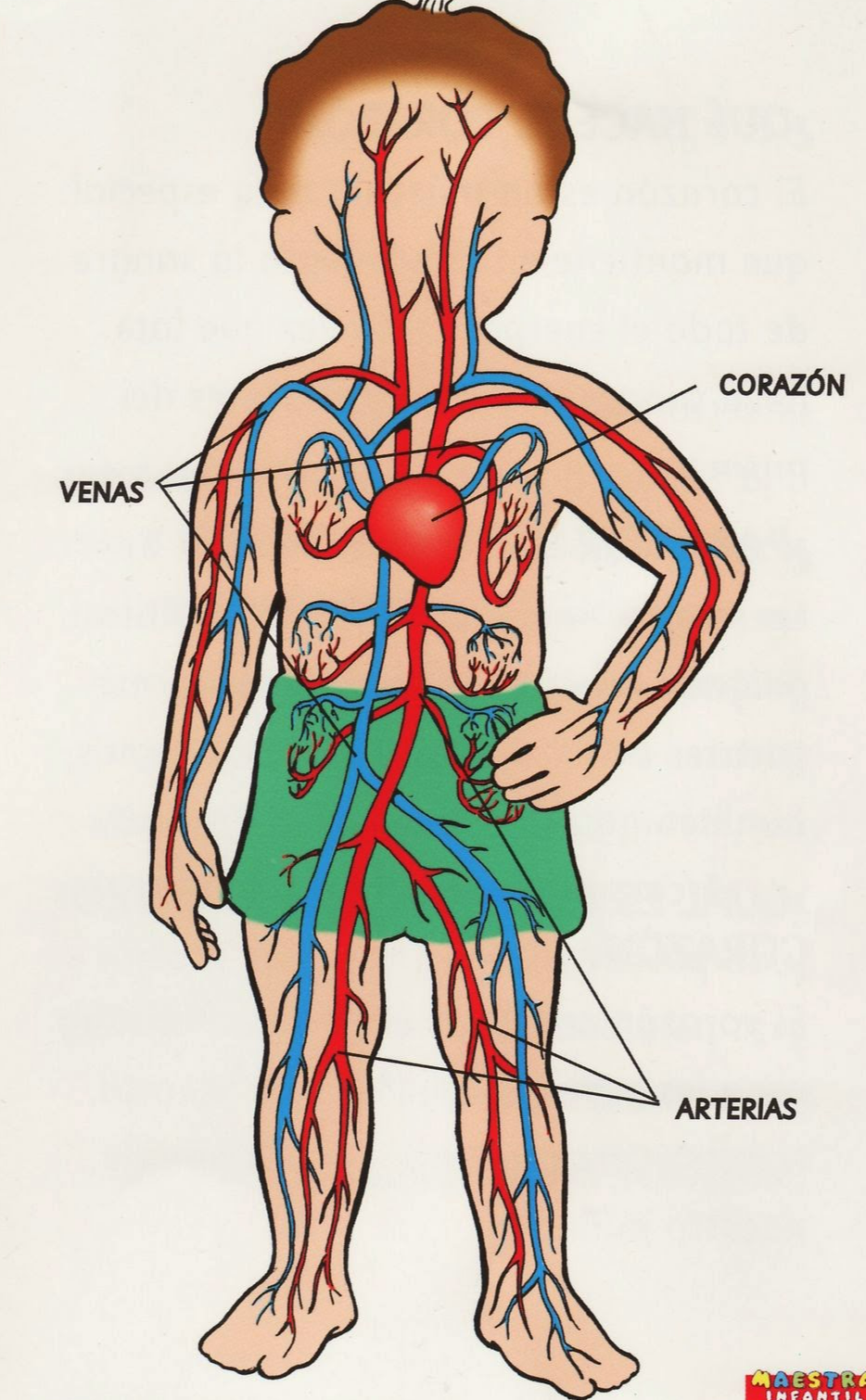 Acceso vascular venoso