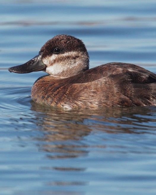 Wanted poster | Genially