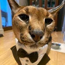 LAS FLOPAAS | Genially