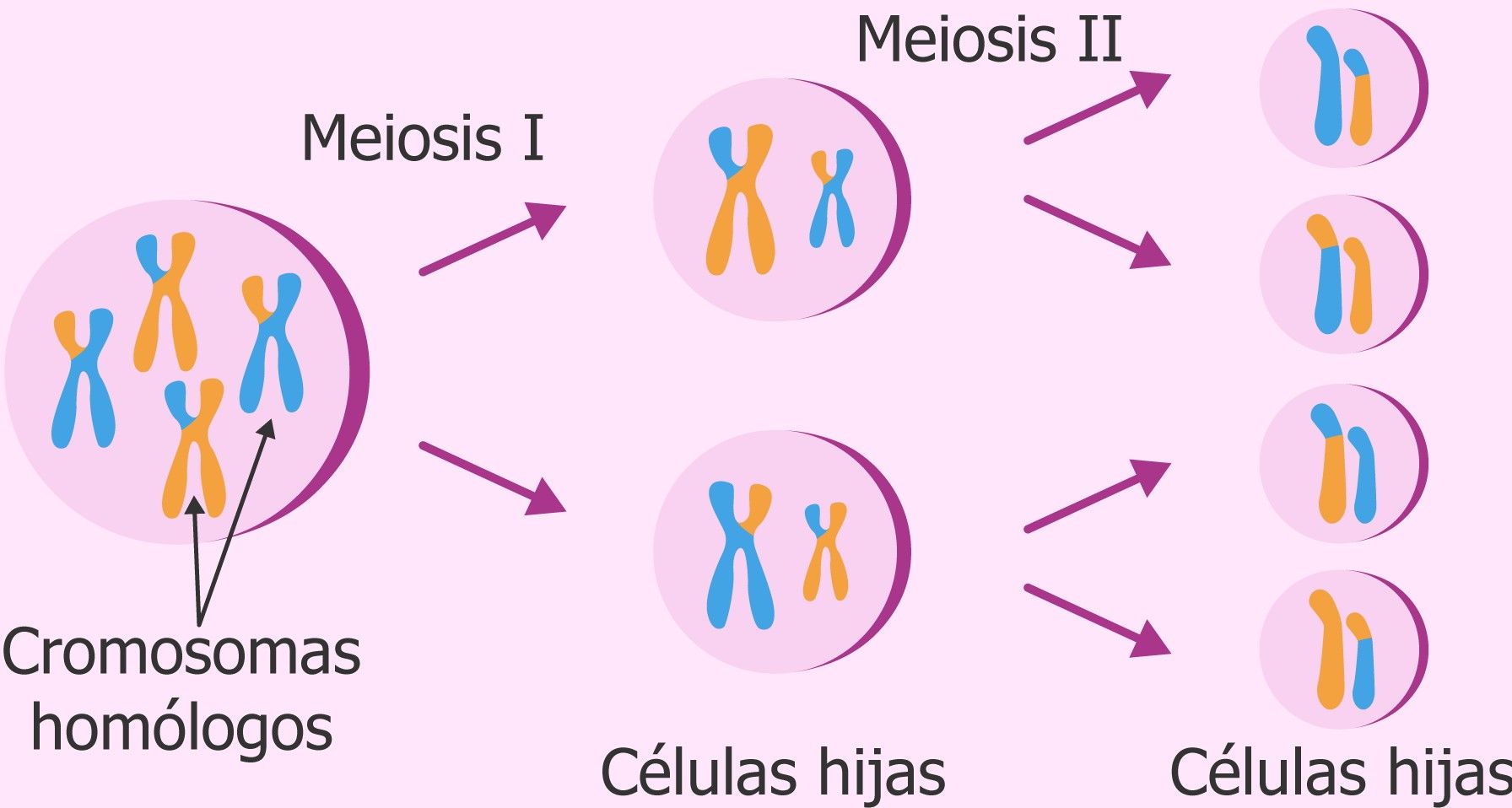 Reproducción sexual-by Odara