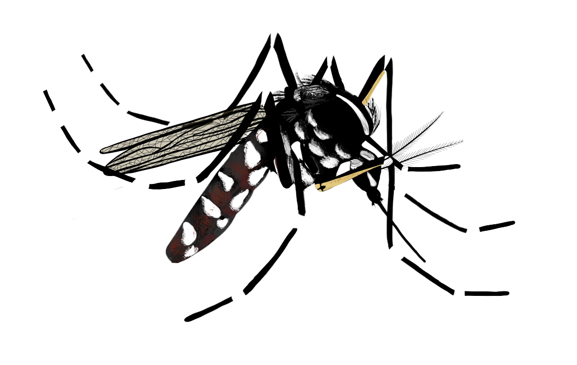 Affiche paludisme en SVT | Genially