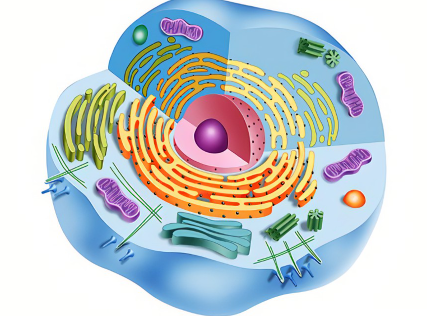Imagen interactiva CELULA EUCARIOTA