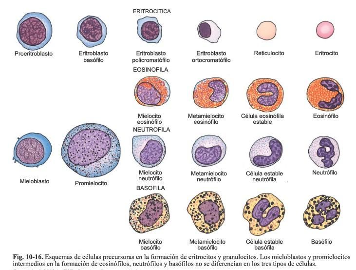 HEMATOPOYESIS | Genially