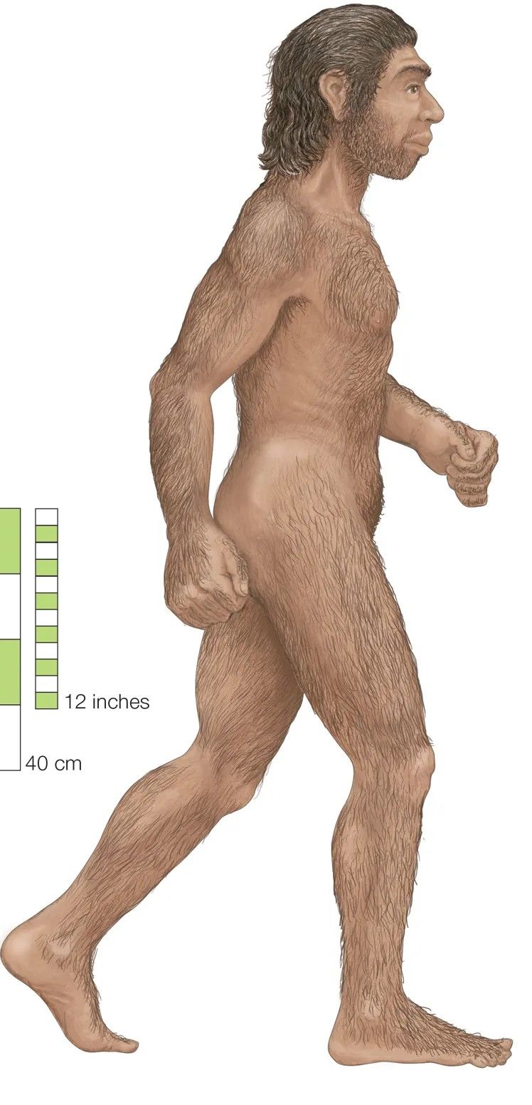STAGES OF HUMAN EVOLUTION | Genially