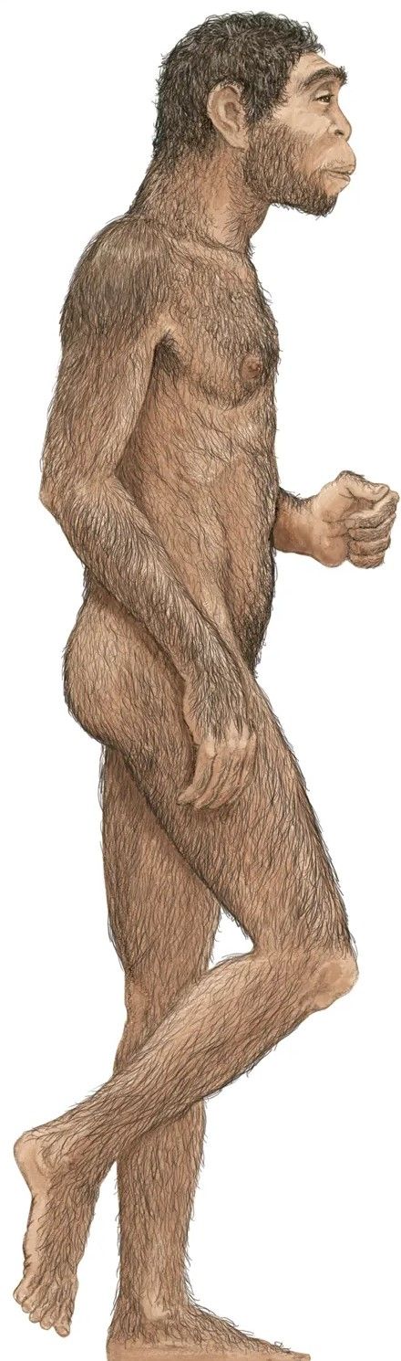 STAGES OF HUMAN EVOLUTION | Genially