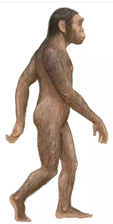 STAGES OF HUMAN EVOLUTION | Genially