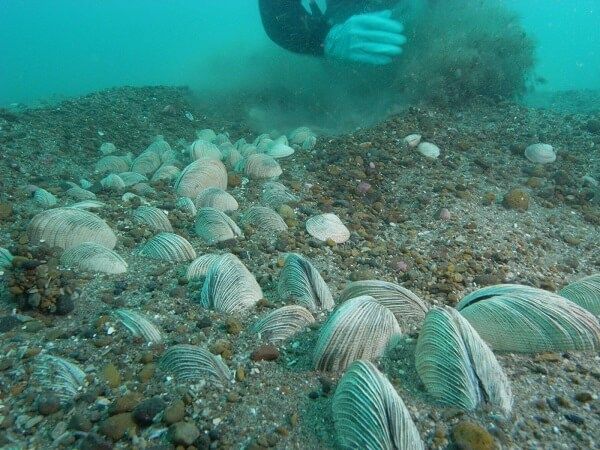 Infografía de las almejas | Genially