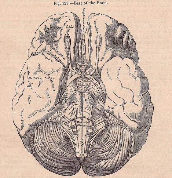 HORIZONTAL MIND MAP | Genially