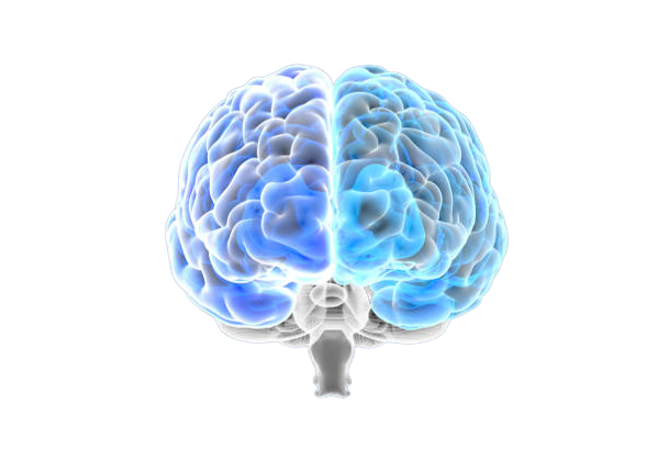 Lobo Frontal e Áreas Pré-Frontais-Psicologia B | Genially