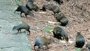 Infografía del guatín | Genially